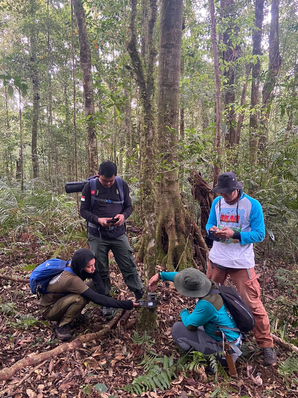 Penemuan Langka di TN Bantimurung Bulusaraung: Musang Sulawesi ...
